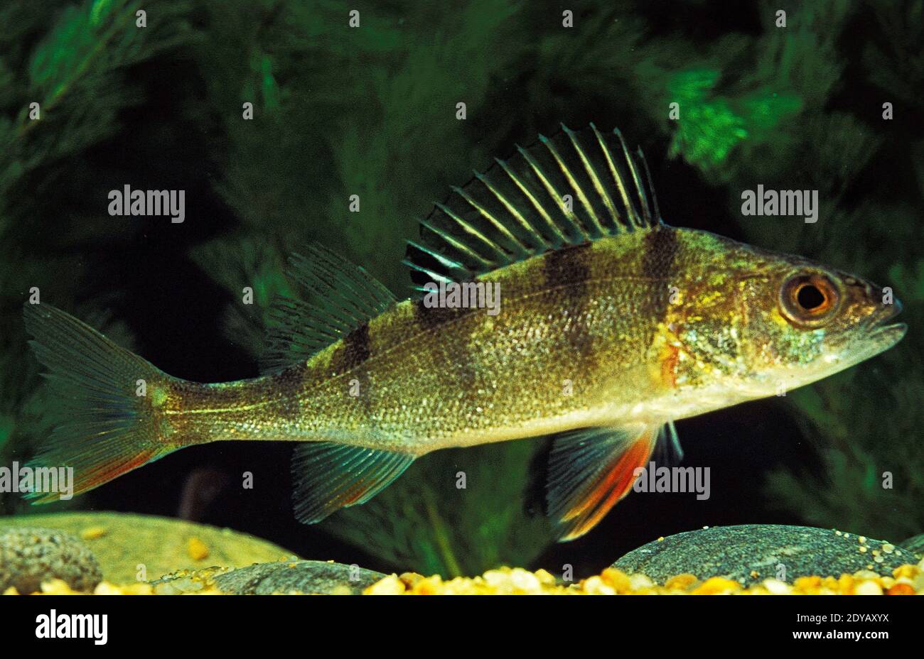 European Perch, perca fluviatilis Stock Photo - Alamy