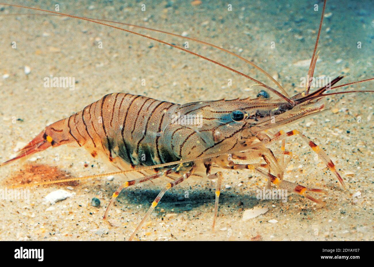 Common Prawn, palaemon serratus Stock Photo - Alamy