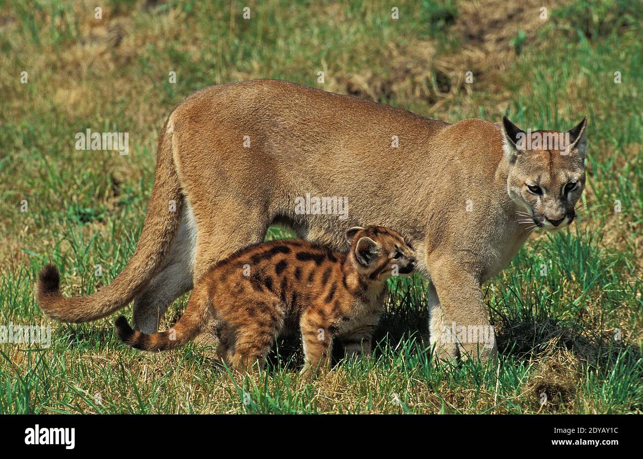 Adult female puma hi-res stock photography and images - Alamy