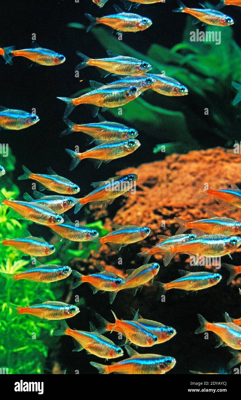 Neon Tetra, paracheirodon innesi Stock Photo - Alamy
