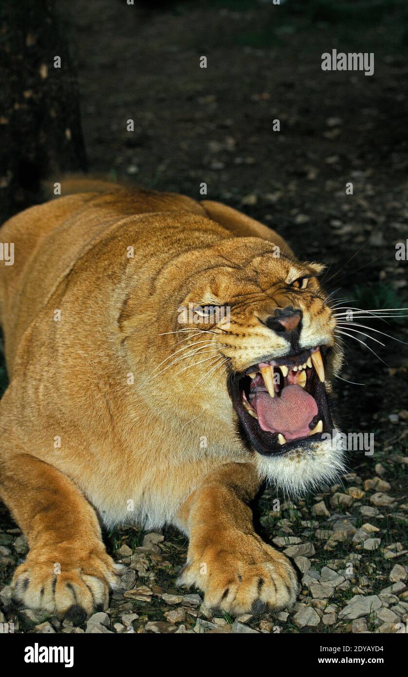 African Lion, panthera leo, Female Snarling Stock Photo - Alamy