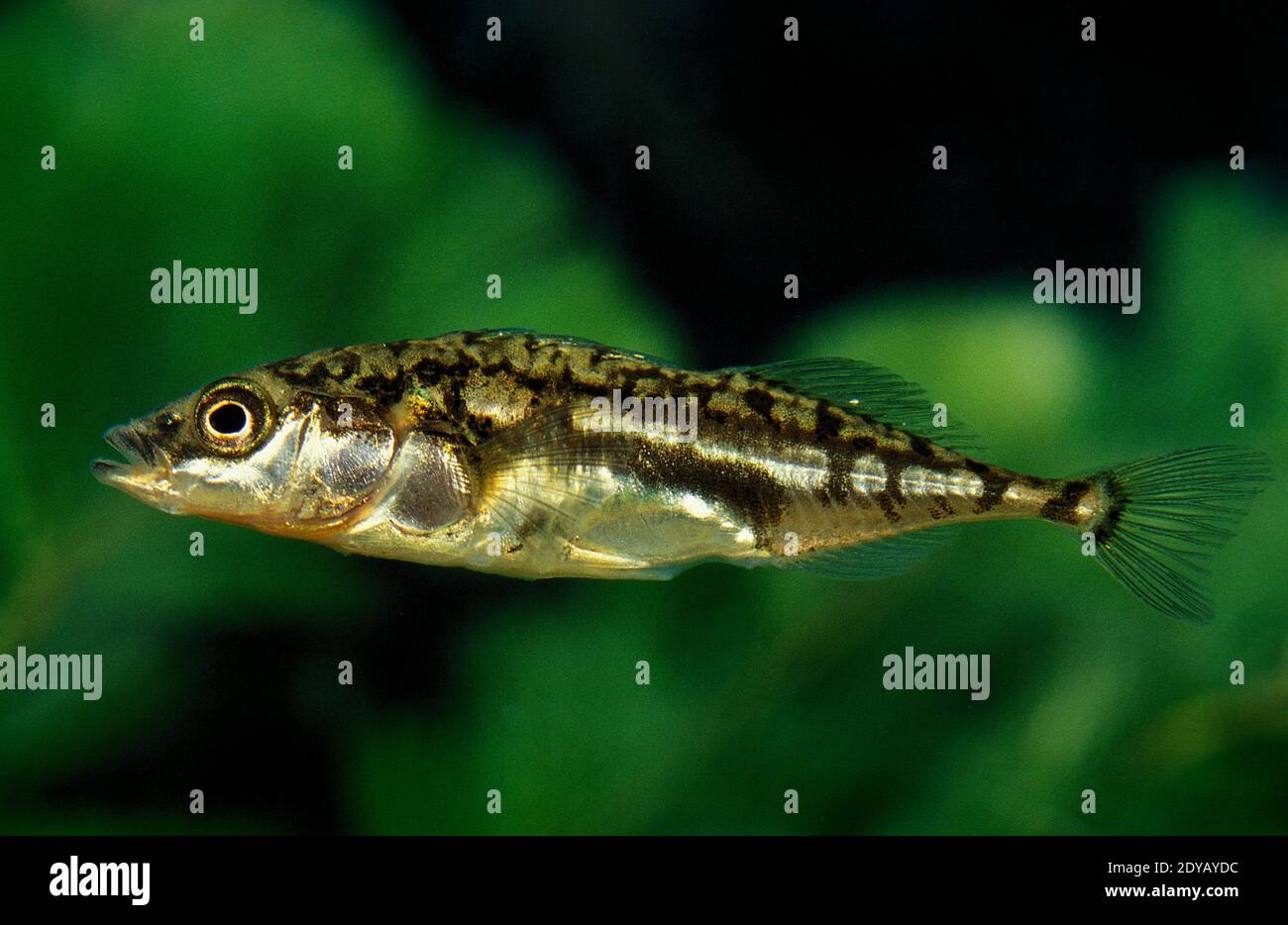 Stickleback, gasterosteus aculeatus Stock Photo - Alamy