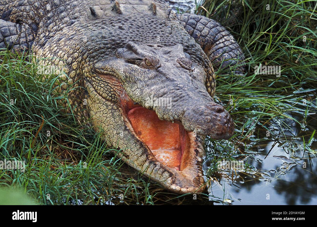 Australian Saltwater Crocodile or Estuarine Crocodile, crocodylus ...