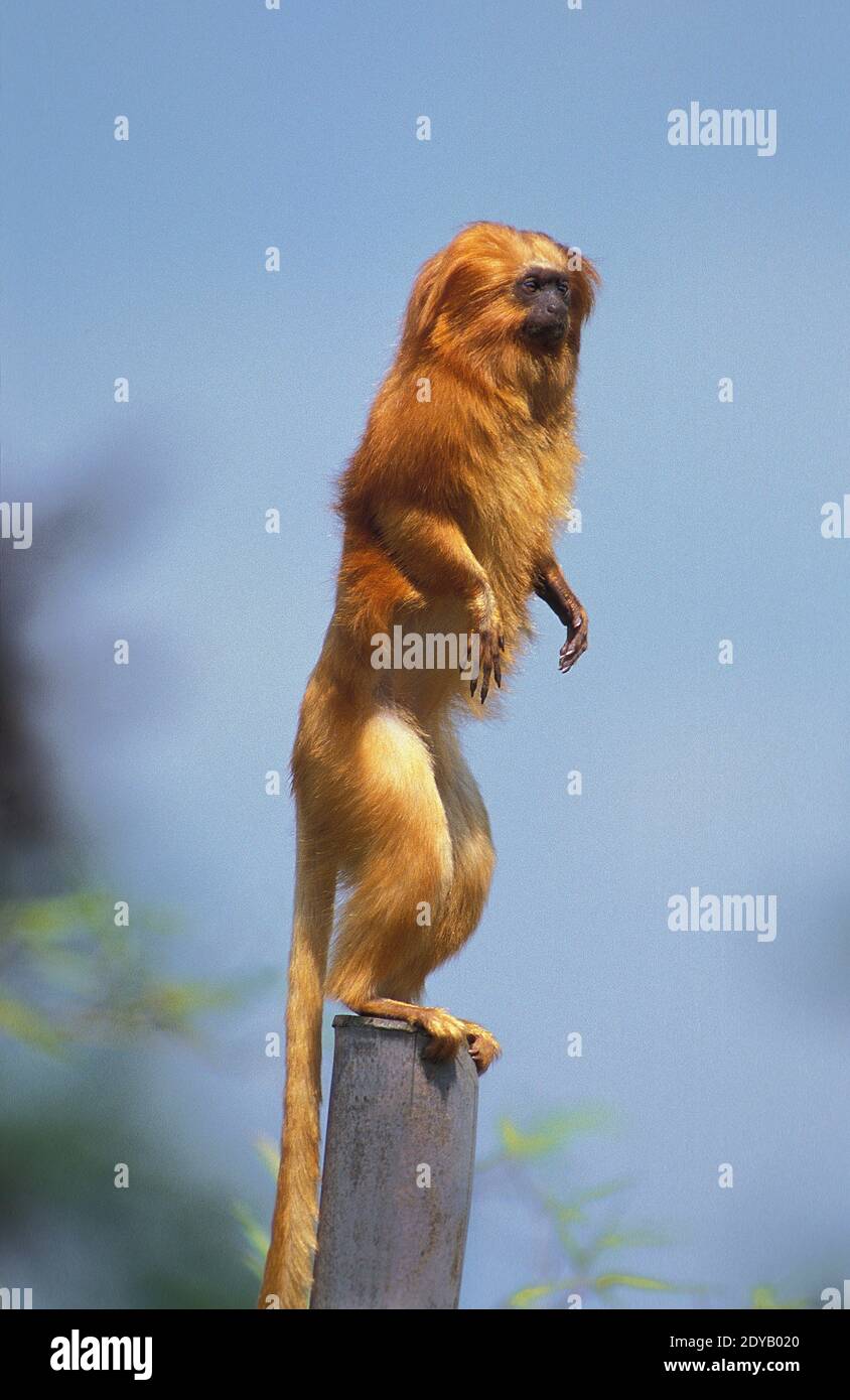 Lion standing hind legs hi-res stock photography and images - Alamy