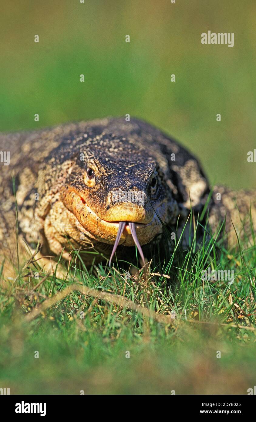 Water Monitor Lizard, varanus salvator, Adult with Tongue out Stock ...