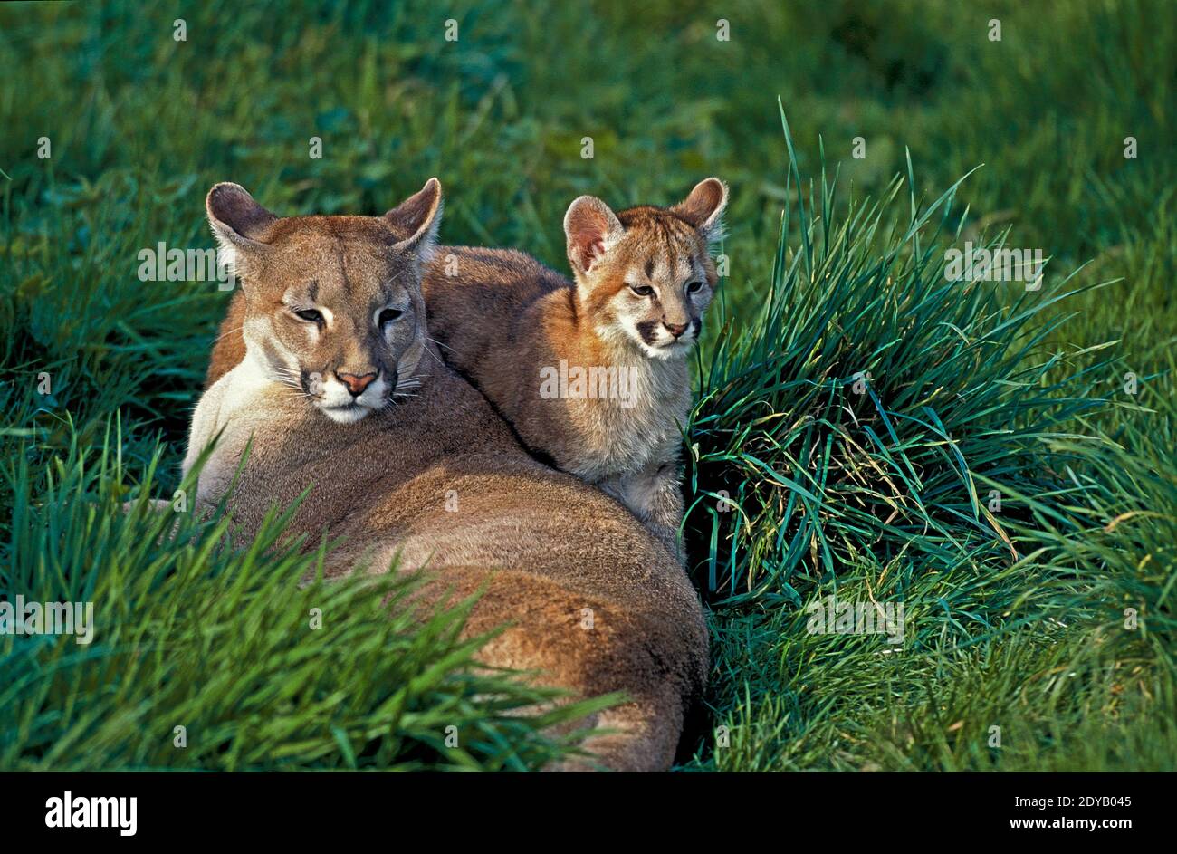 Adult female cougar puma concolor hi-res stock photography and images ...