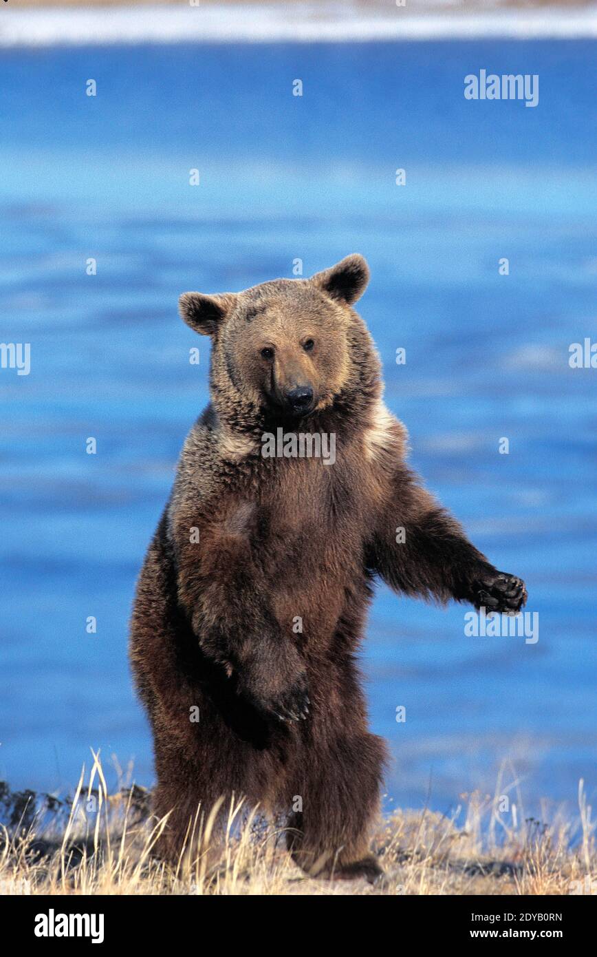Grizzly Bear, ursus arctos horribilis, Standing on Hind Legs, Alaska ...