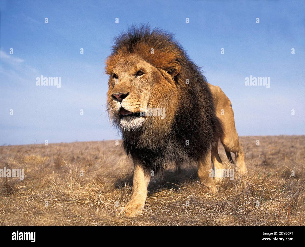African Lion, panthera leo, Male Stock Photo - Alamy
