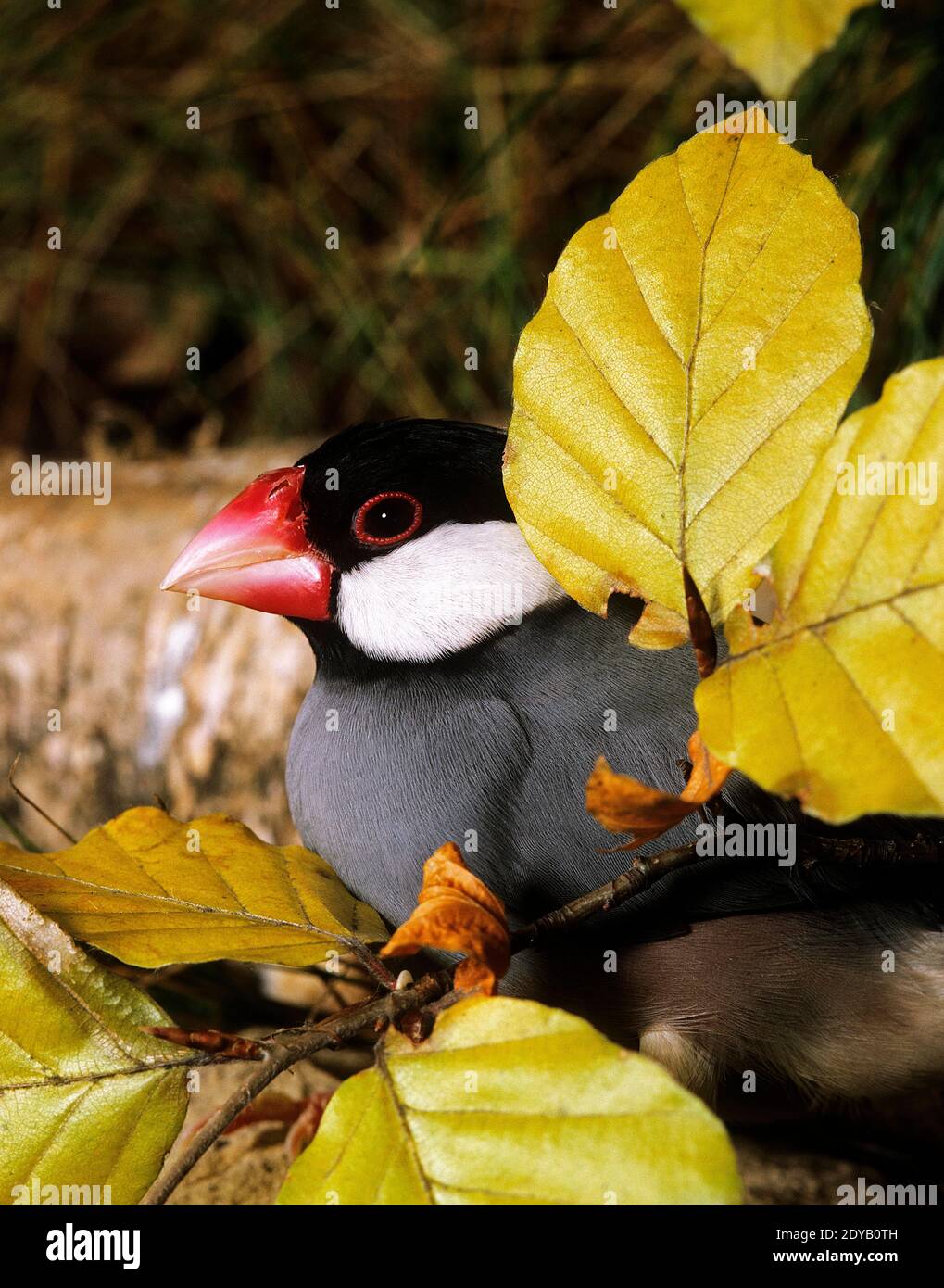 Java Sparrow, padda oryzivora Stock Photo - Alamy