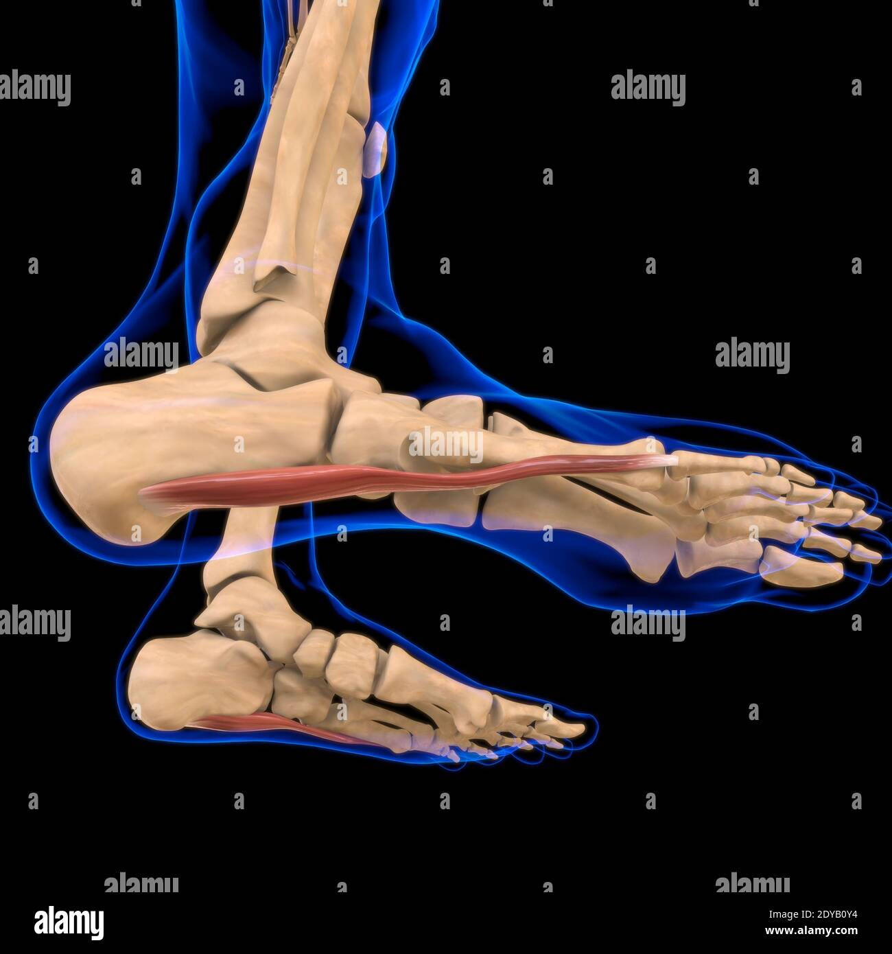 3D Illustration, Muscle is a soft tissue, Muscle cells contain proteins ...