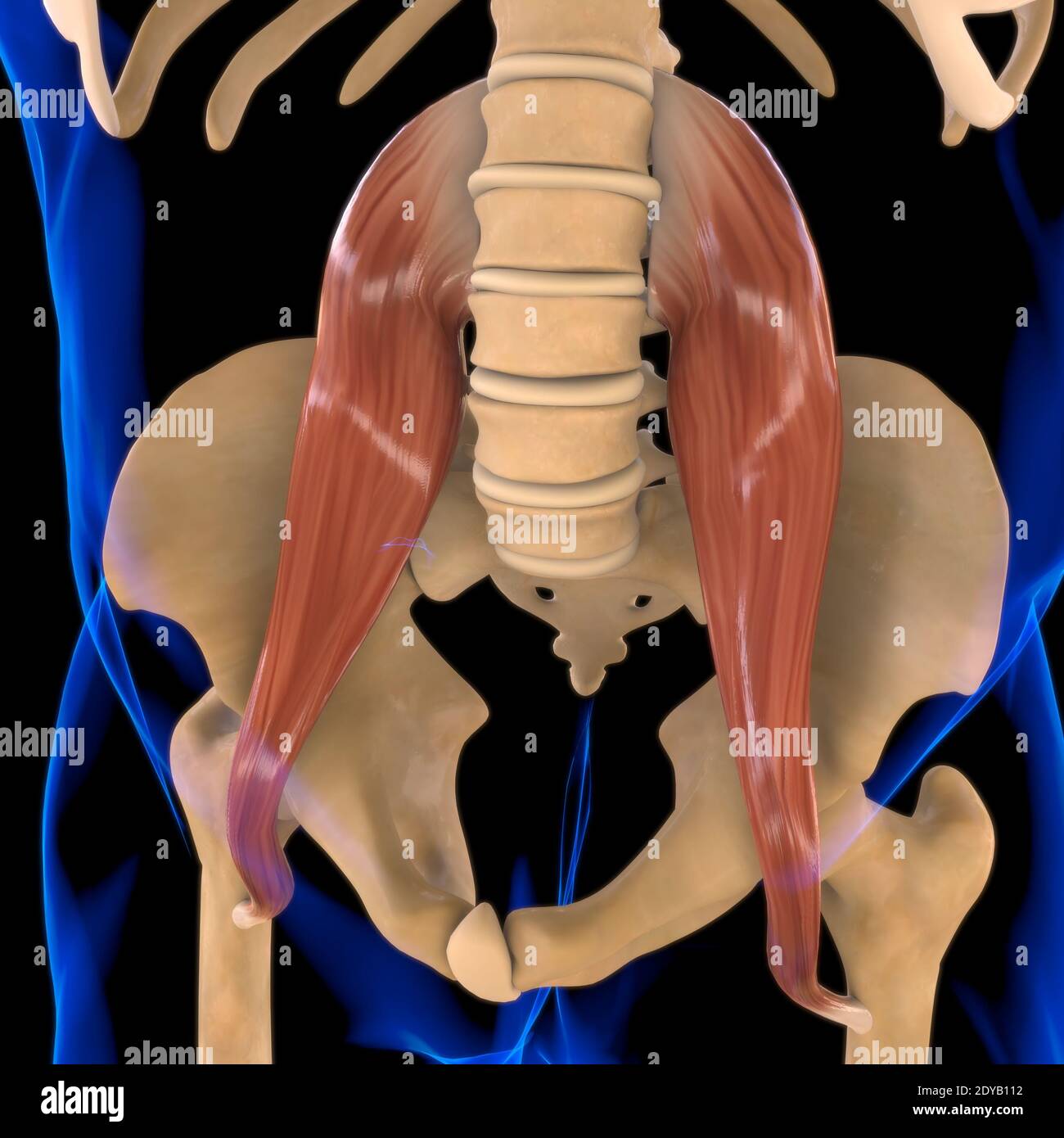 3D Illustration, Muscle is a soft tissue, Muscle cells contain proteins ...