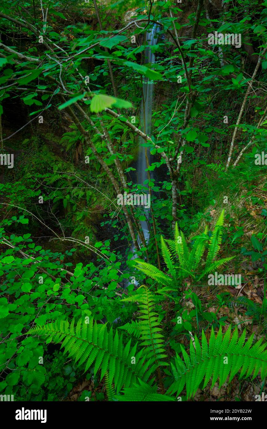 Ferns, Lamiña waterfall, Lamiña, Saja Besaya Natural Park, Cantabria ...