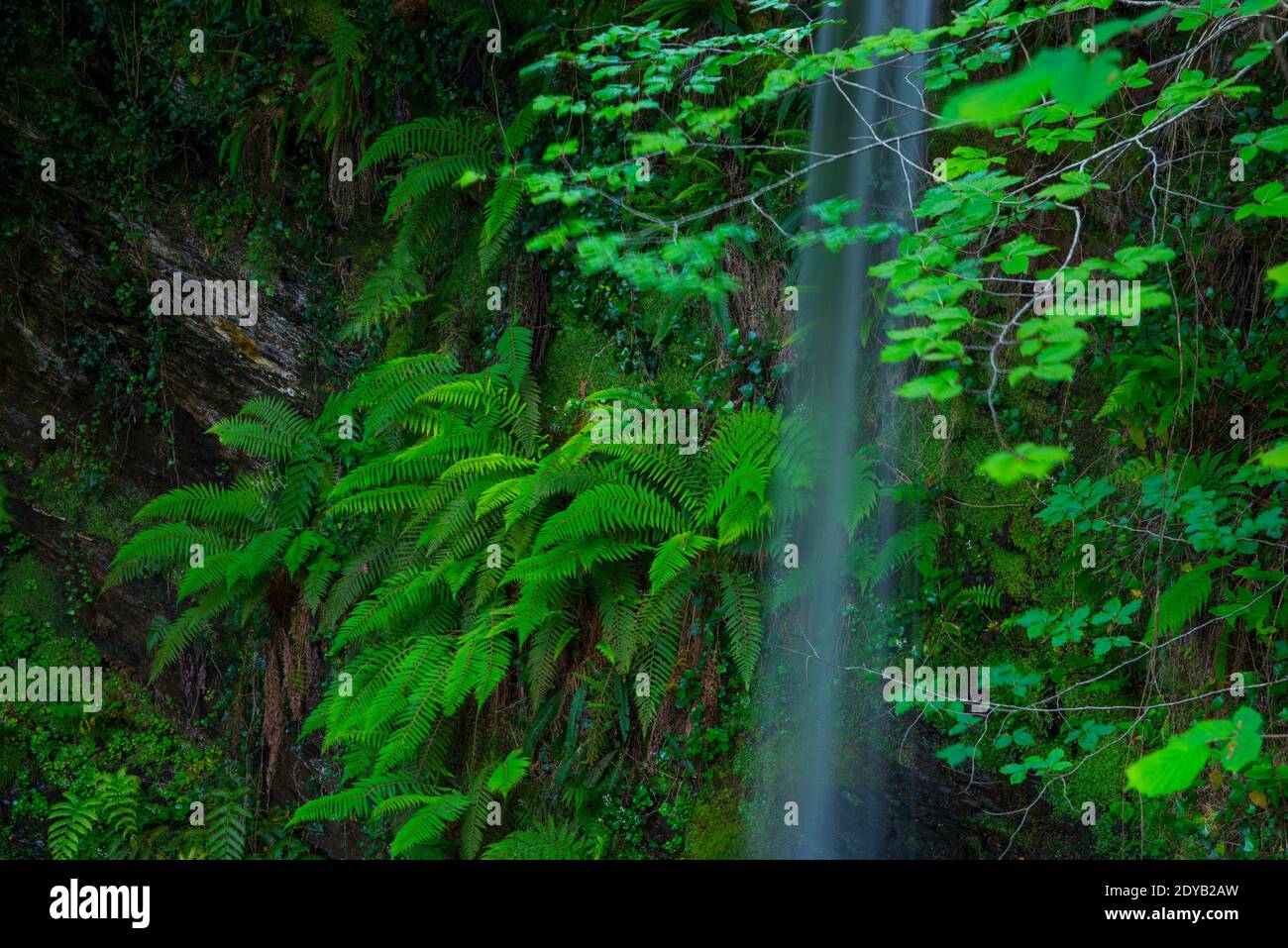 Ferns, Lamiña waterfall, Lamiña, Saja Besaya Natural Park, Cantabria ...