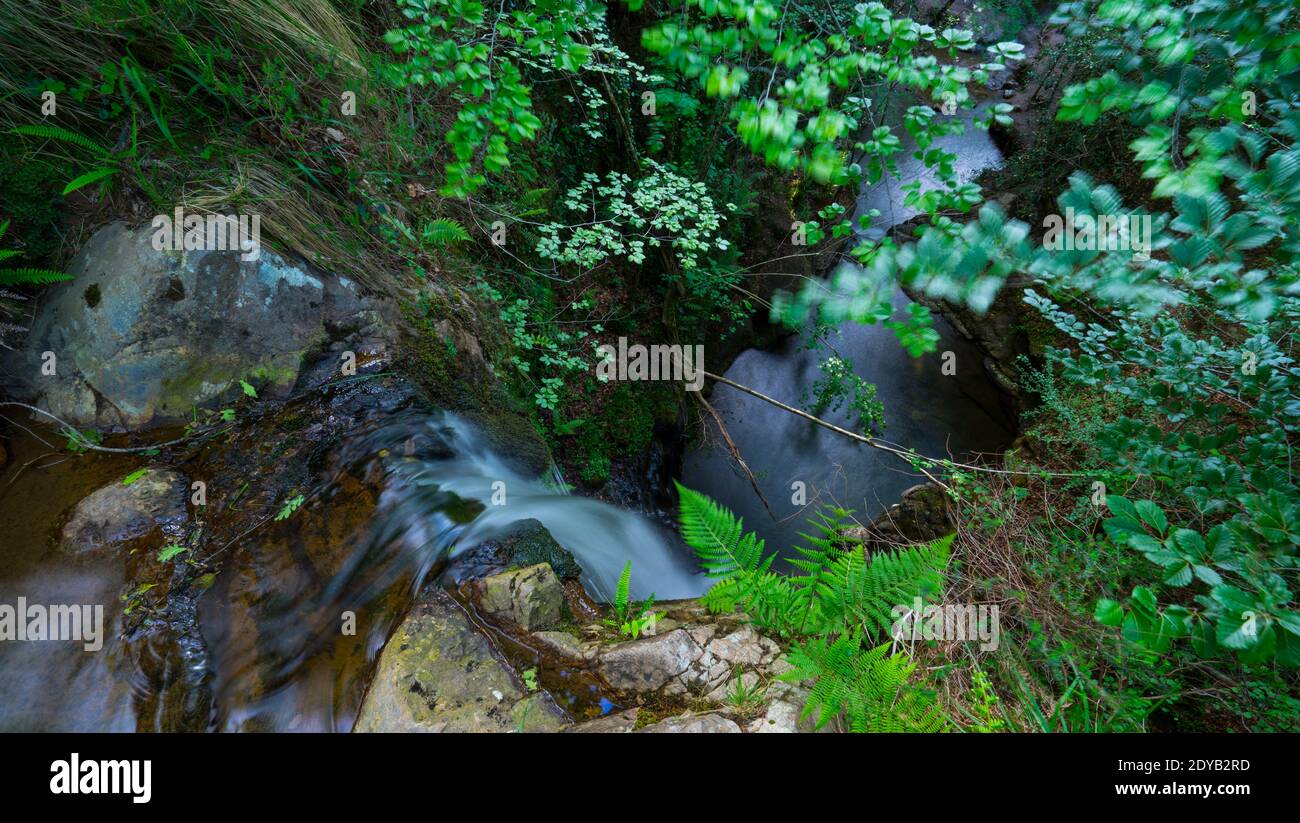 Ferns, Lamiña waterfall, Lamiña, Saja Besaya Natural Park, Cantabria ...