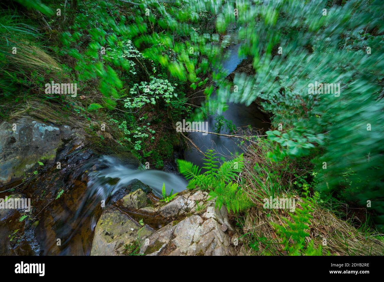 Ferns, Lamiña waterfall, Lamiña, Saja Besaya Natural Park, Cantabria ...
