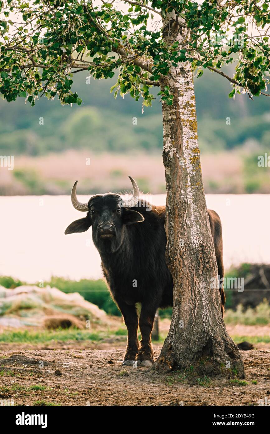 Muscular buffalo hi-res stock photography and images - Alamy