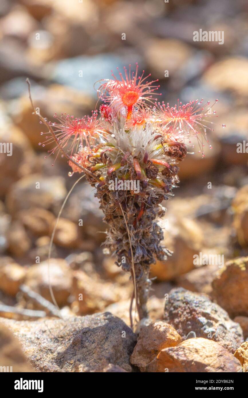 The endemic and endangered Sundew Drosera gibsonii in the Stirling ...