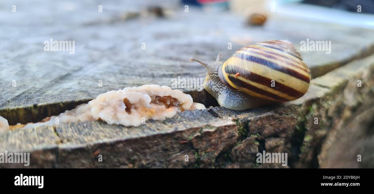 Invergowrie High Resolution Stock Photography and Images - Alamy