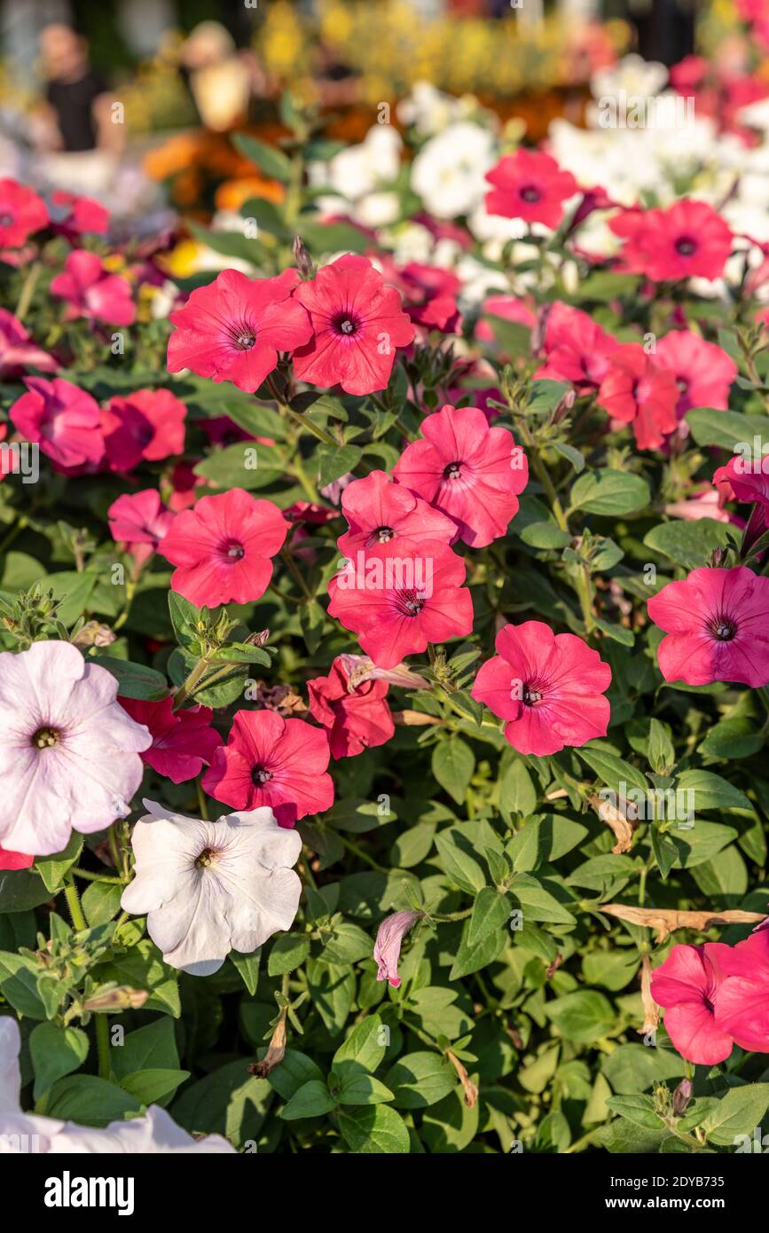 Dubai pink flowers hi-res stock photography and images - Alamy
