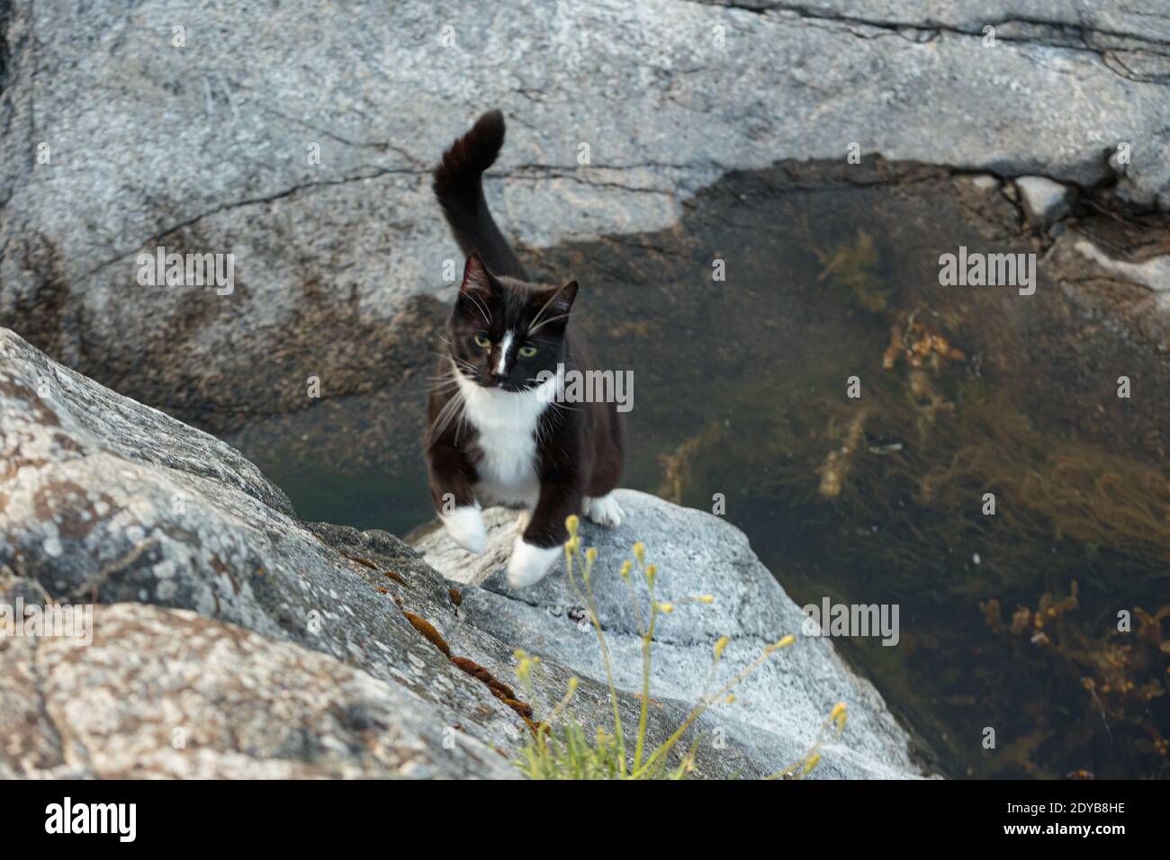 Pouncing Cat High Resolution Stock Photography and Images - Alamy