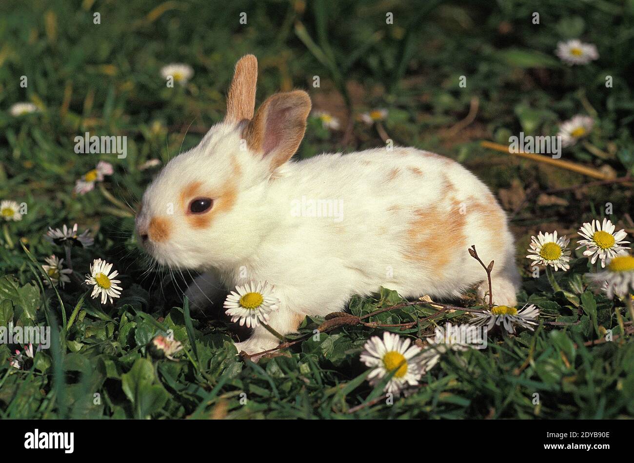 Dwarf Domestic Rabbit, young among Flowers Stock Photo - Alamy
