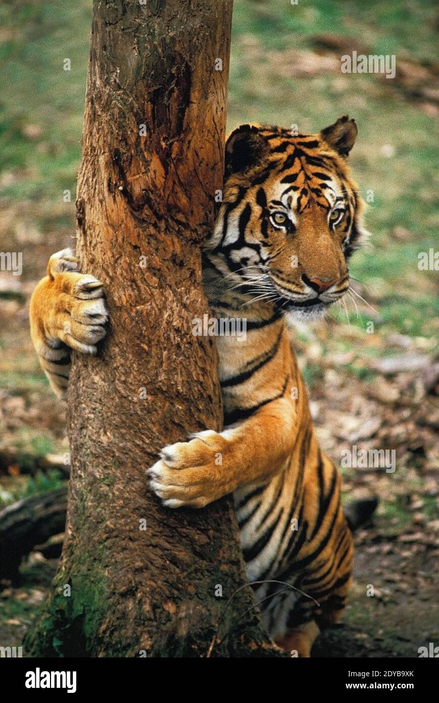 Tiger clawing tree hi-res stock photography and images - Alamy