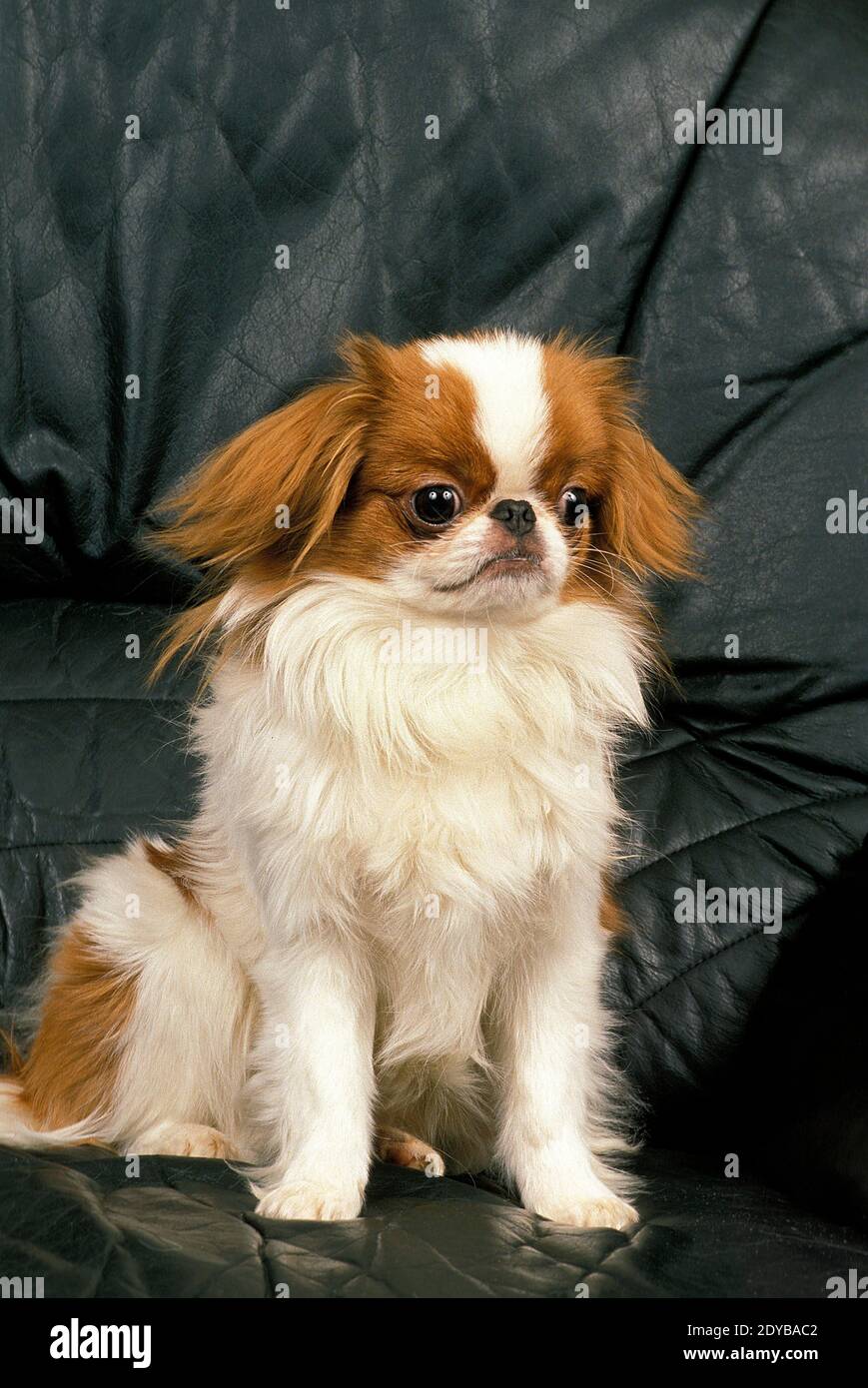 Japanese Spaniel sitting on Sofa Stock Photo - Alamy
