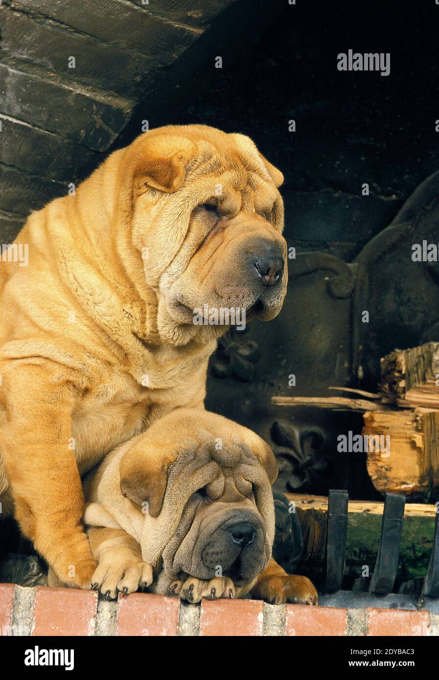 Shar Pei Dog, Mother and Pup sitting near Fire Place Stock Photo - Alamy