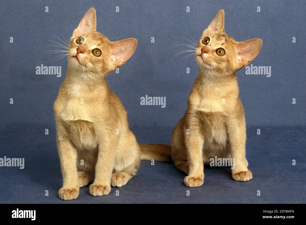 Grey Abyssinian Kittens
