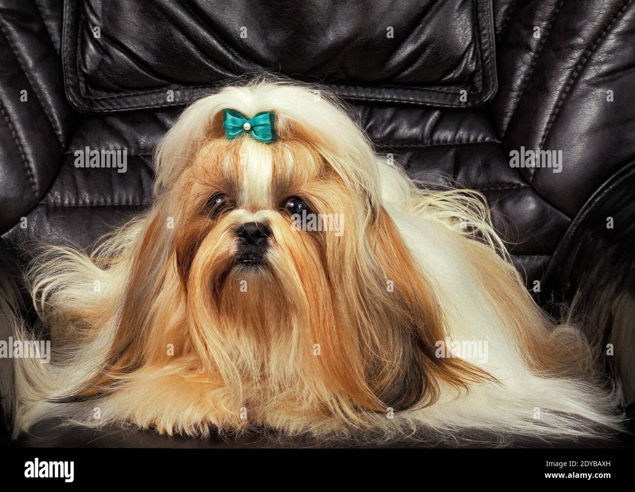 Shi Tzu Dog laying Stock Photo - Alamy