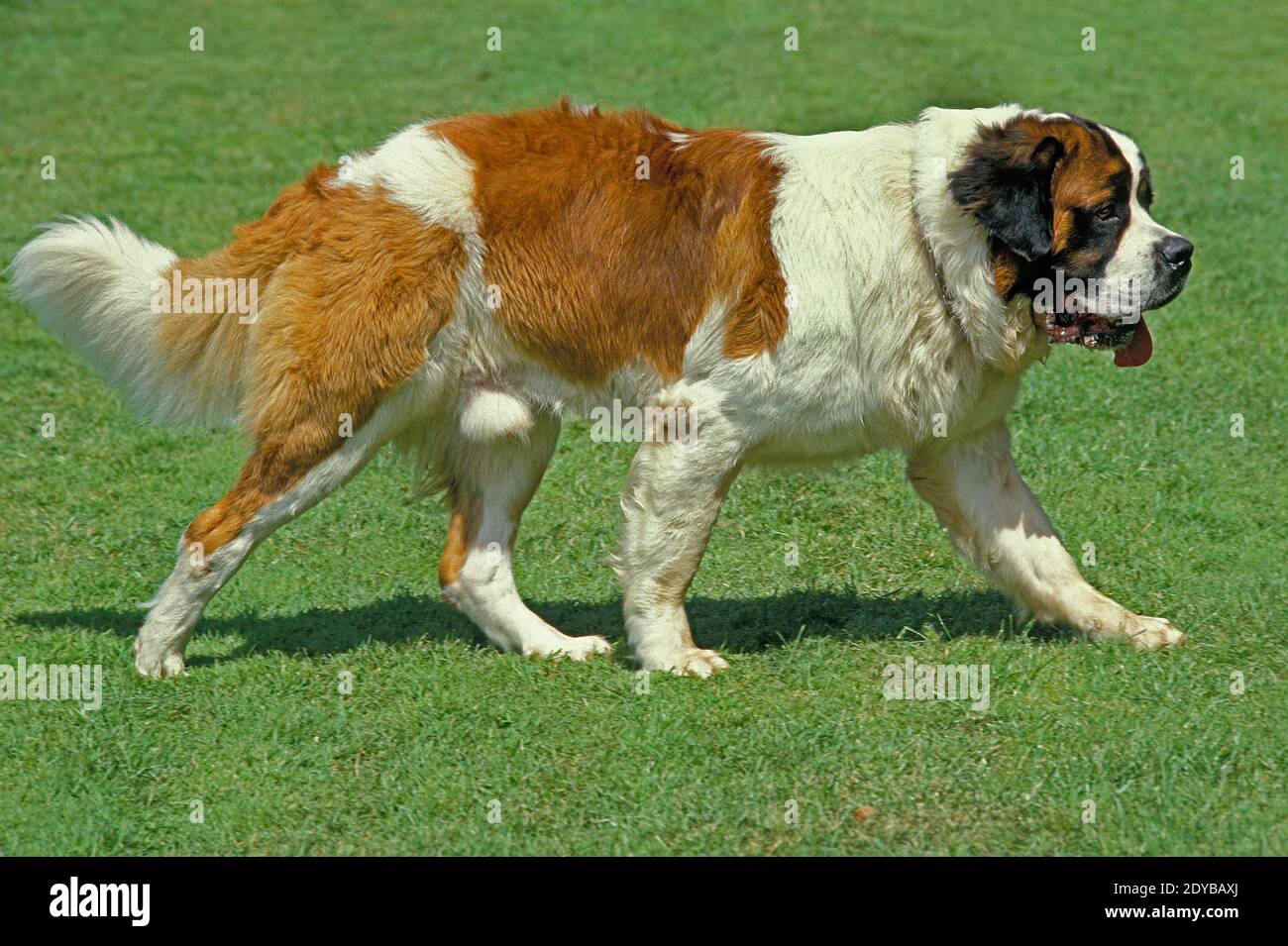 Saint Bernard, Rescue Dog Stock Photo - Alamy