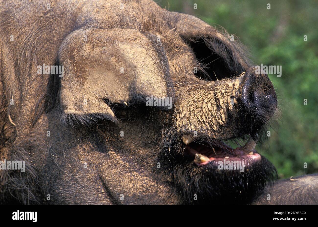 Gascony Domestic Pig or Black Gascon Pic, a French Breed Stock Photo ...