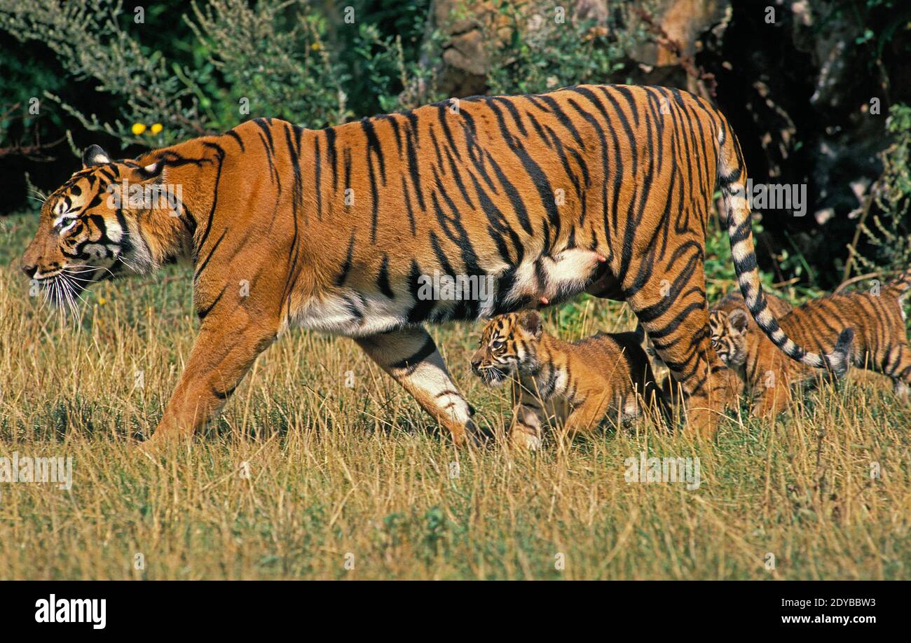 Sumatran Tiger, panthera tigris sumatrae, Mother and Cub Stock Photo - Alamy
