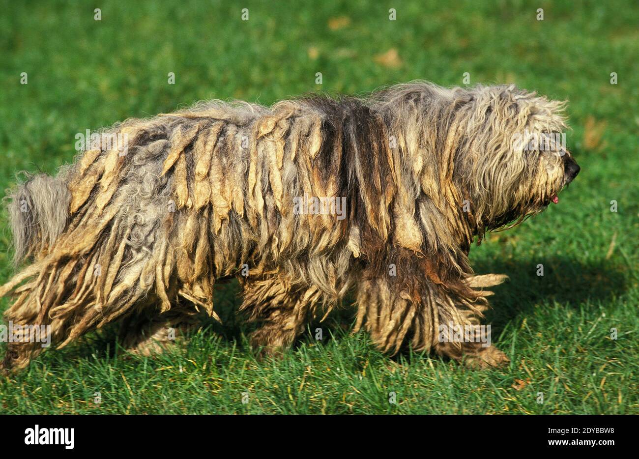 Bergamasco sheepdog hi-res stock photography and images - Alamy