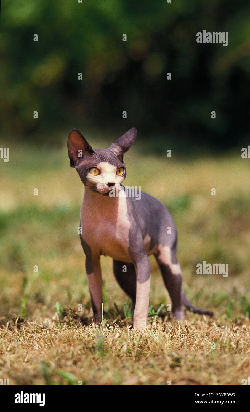 A domestic cat breed without hair hi-res stock photography and images ...
