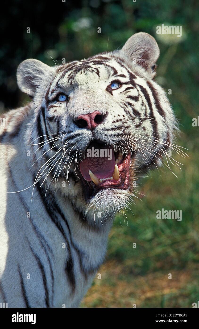 White Tiger, panthera tigris Stock Photo - Alamy