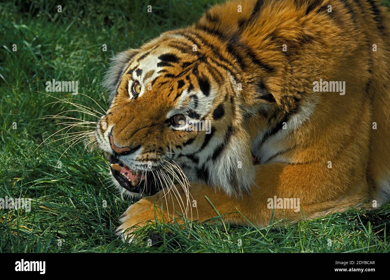 Siberian Tiger, panthera tigris altaica, Adult Snarling Stock Photo - Alamy