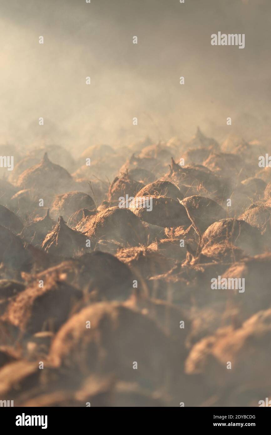 Bug shade hi-res stock photography and images - Alamy