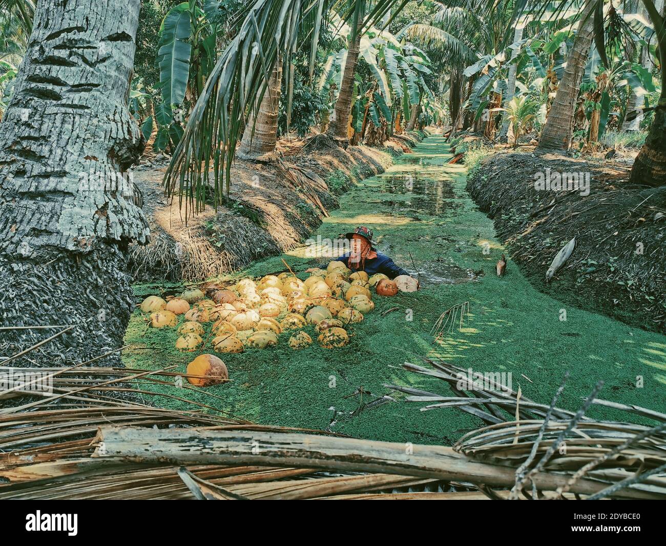 Fallen coconuts hi-res stock photography and images - Alamy