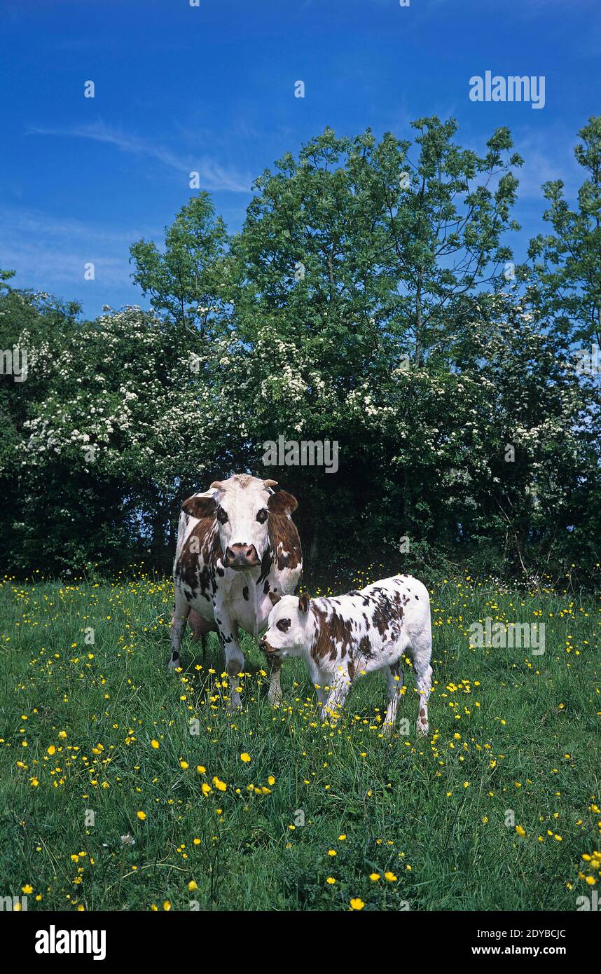 Normandy Cow, Domestic Cattle, Mother and Calf, Normandy Stock Photo ...