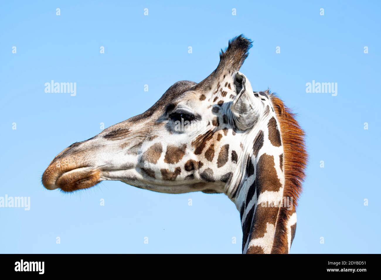 Giraffe Head Side Face Portrait In Day Against Blue Sky Stock Photo - Alamy