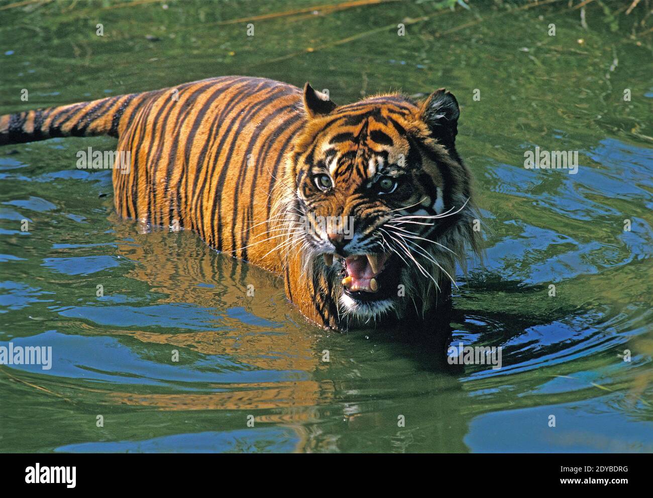 Siberian Tiger, panthera tigris altaica, Adult Snarling, standing in Water Stock Photo - Alamy
