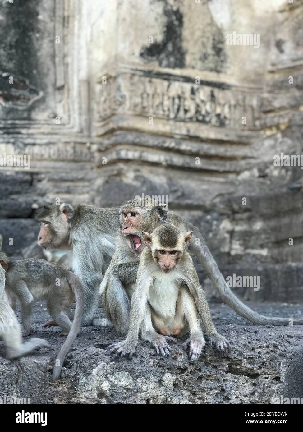 Monkey temple in lop buri hi-res stock photography and images - Alamy