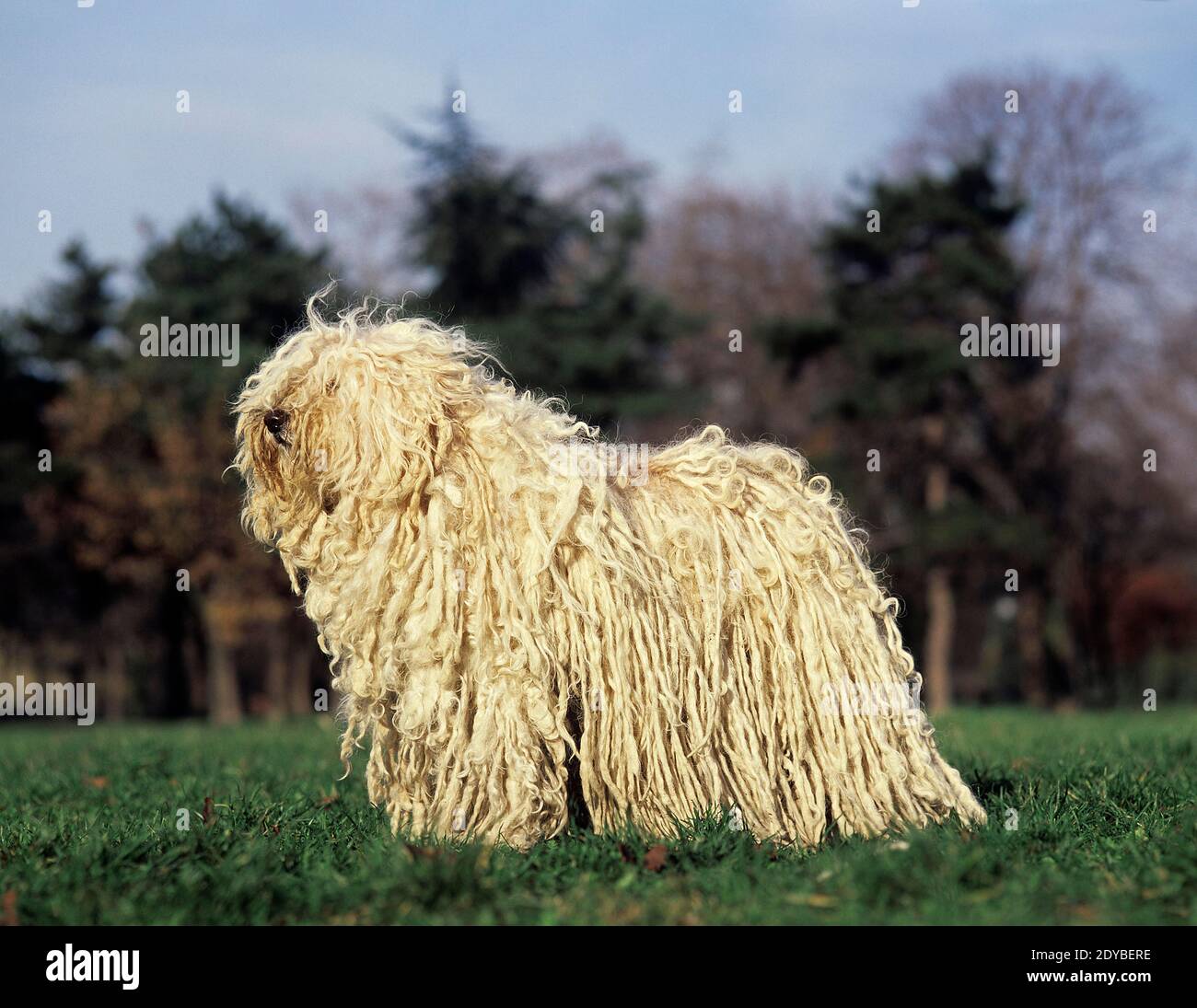 Hungarian Puli Dog, Adult standing on Lawn Stock Photo - Alamy