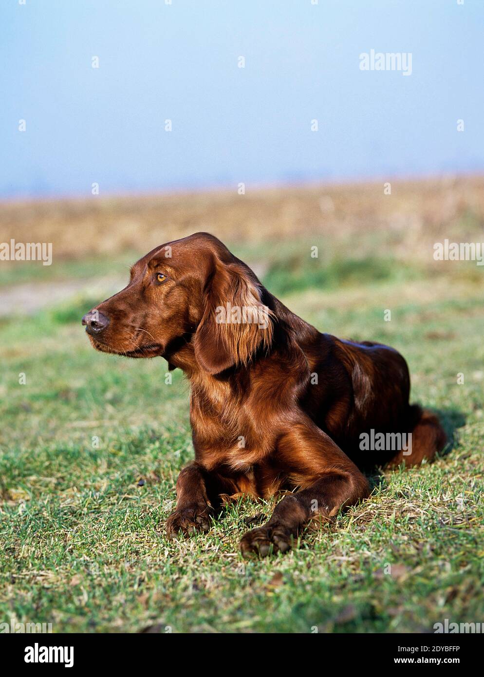 Irish Setter or Red Setter, Adult laying on Grass Stock Photo - Alamy