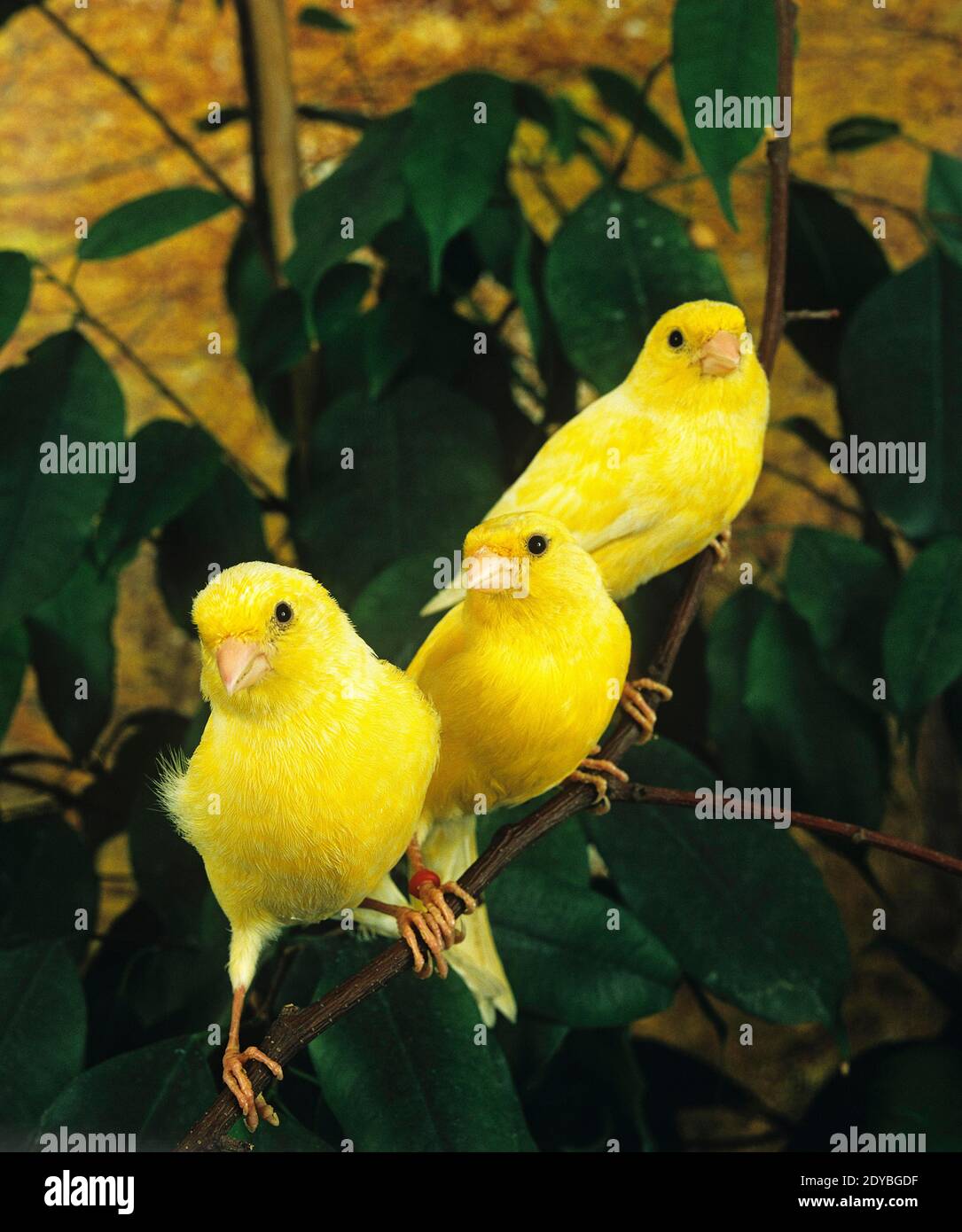 Yellow Canary, serinus canaria Stock Photo - Alamy