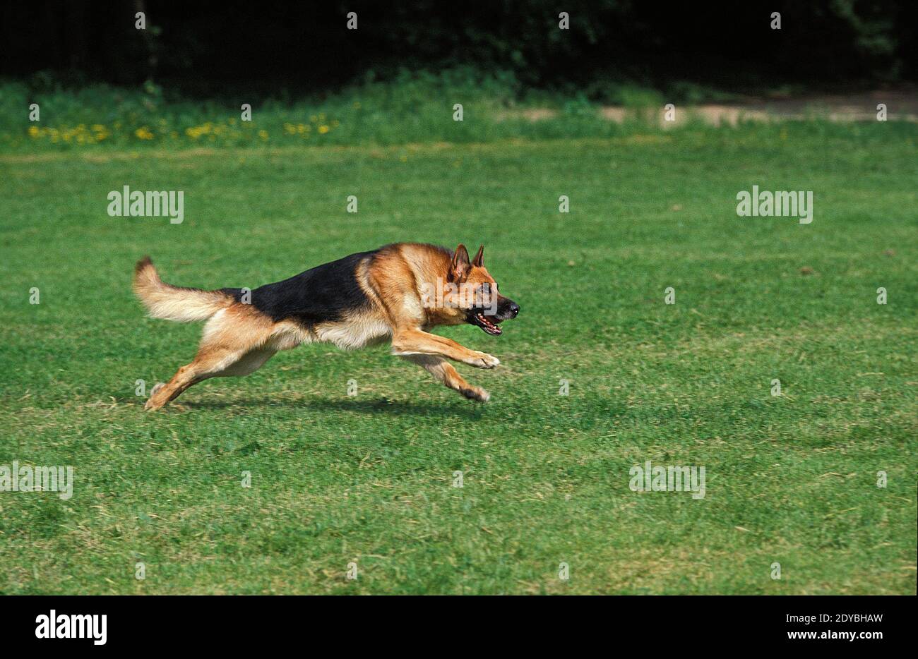 German Shepherd Dog, Adult Running Stock Photo - Alamy