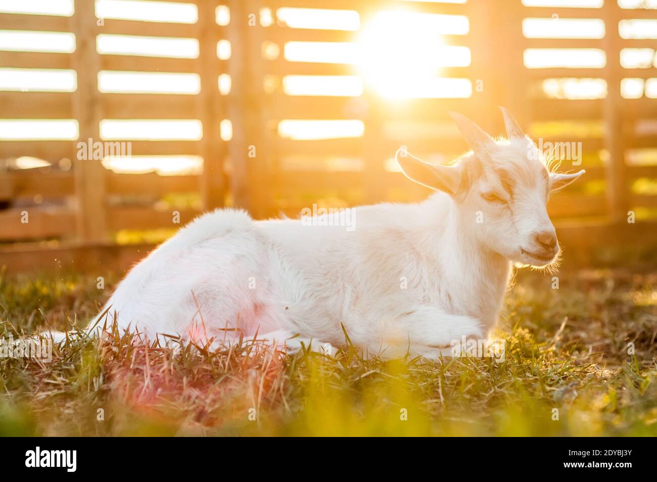 A cute goat is lying on the ground during the sunset on a summer day ...