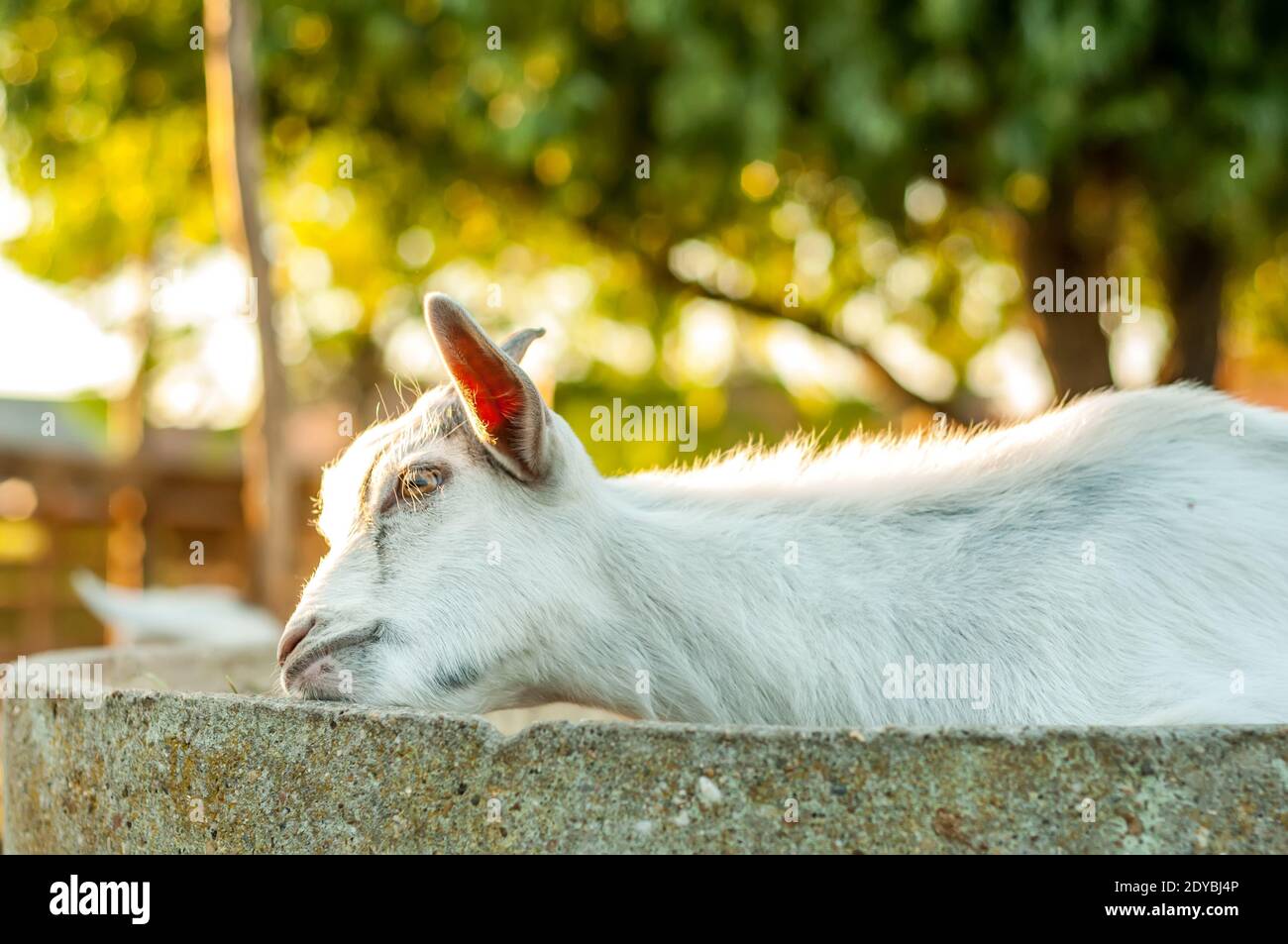 Portrait of a cute goat on a sunny summer day Stock Photo - Alamy