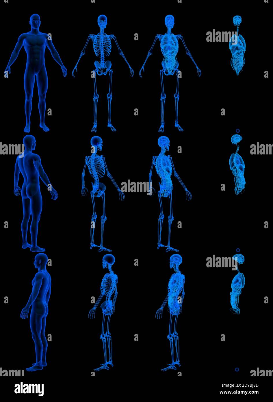 12 x-ray renders of male body with skeleton and internal organs ...